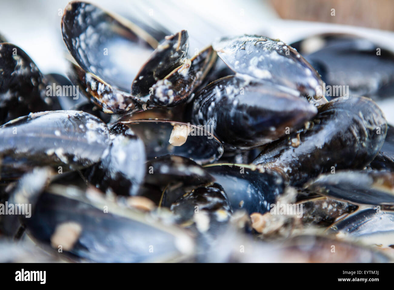 Rotten mussel hi-res stock photography and images - Alamy