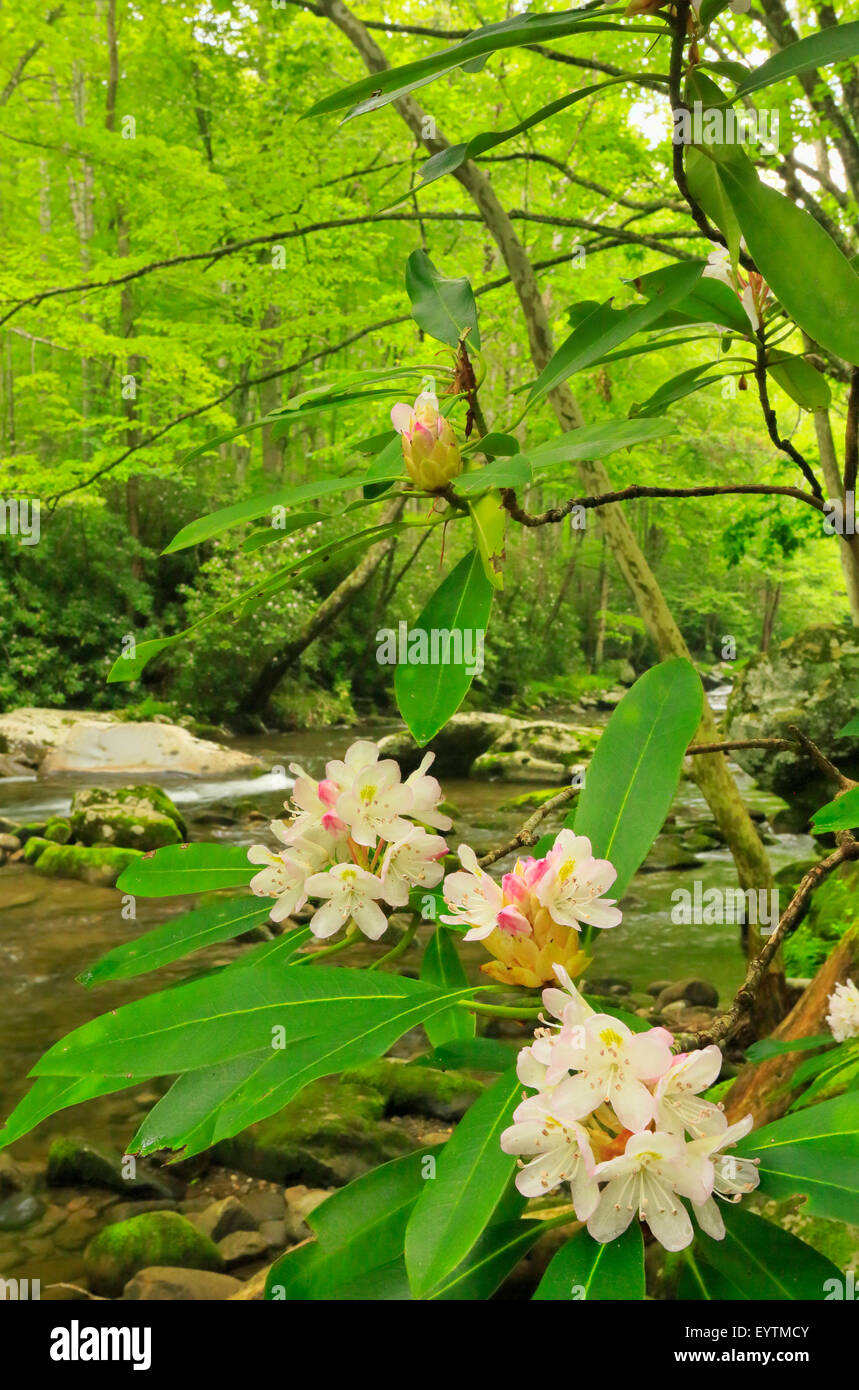 Little River, Trail, Elkmont Area, Great Smoky Mountains National Park ...