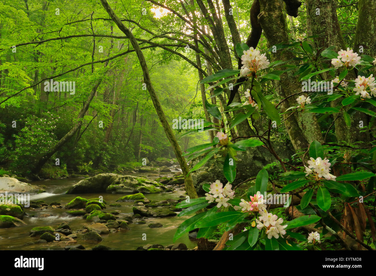 Little River, Trail, Elkmont Area, Great Smoky Mountains National Park ...