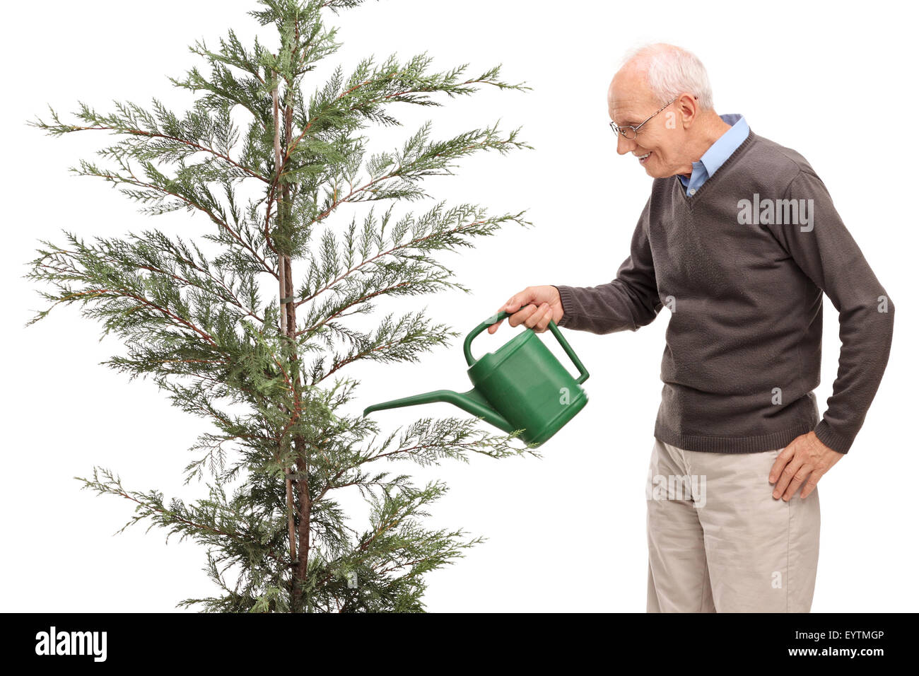 Conifer care Cut Out Stock Images & Pictures - Alamy