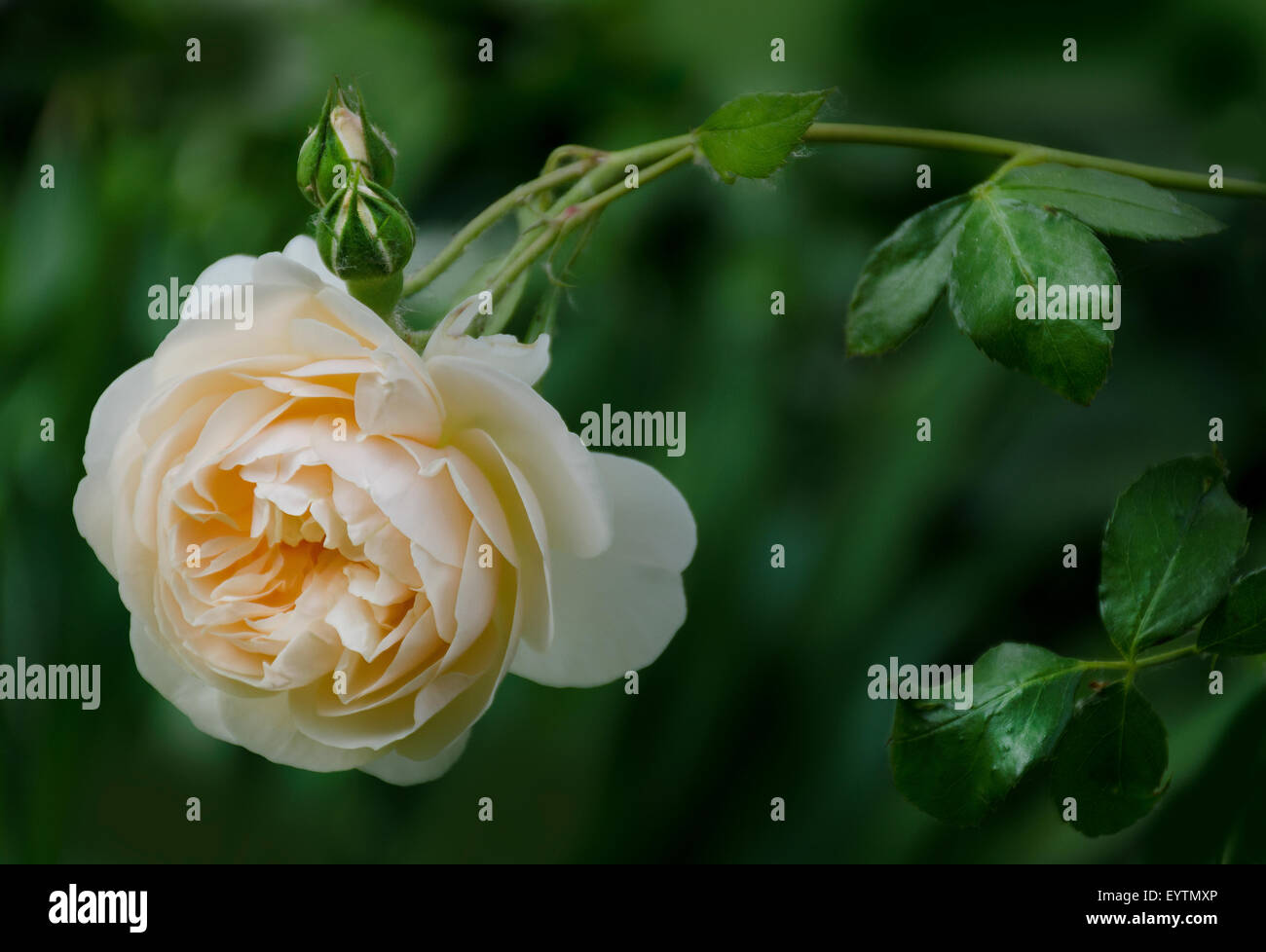 Lichfield Angel rose by David Austin Stock Photo - Alamy