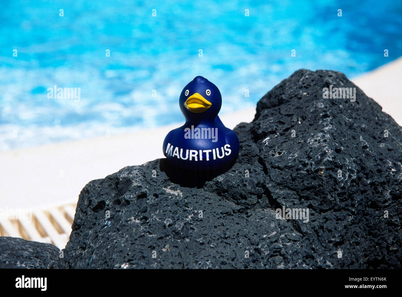 Mauritius duck hi-res stock photography and images - Alamy