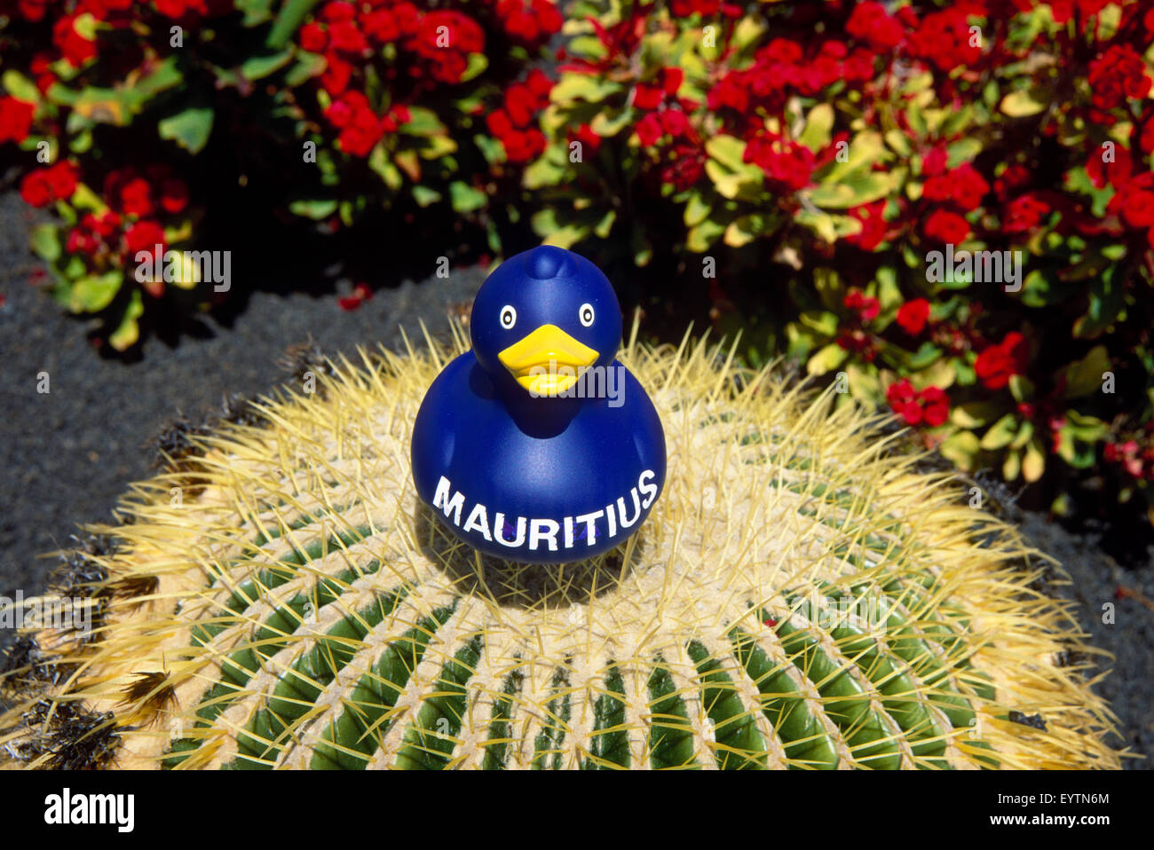 Puerto Calero, MAURITIUS duck, cactus Stock Photo - Alamy
