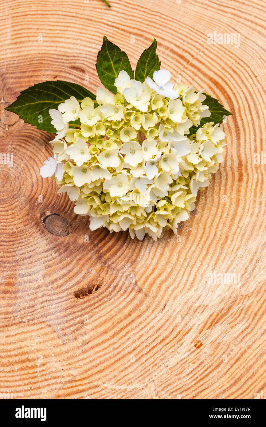 Tree disc, wooden disc, cross section, hydrangea blossom Stock Photo ...