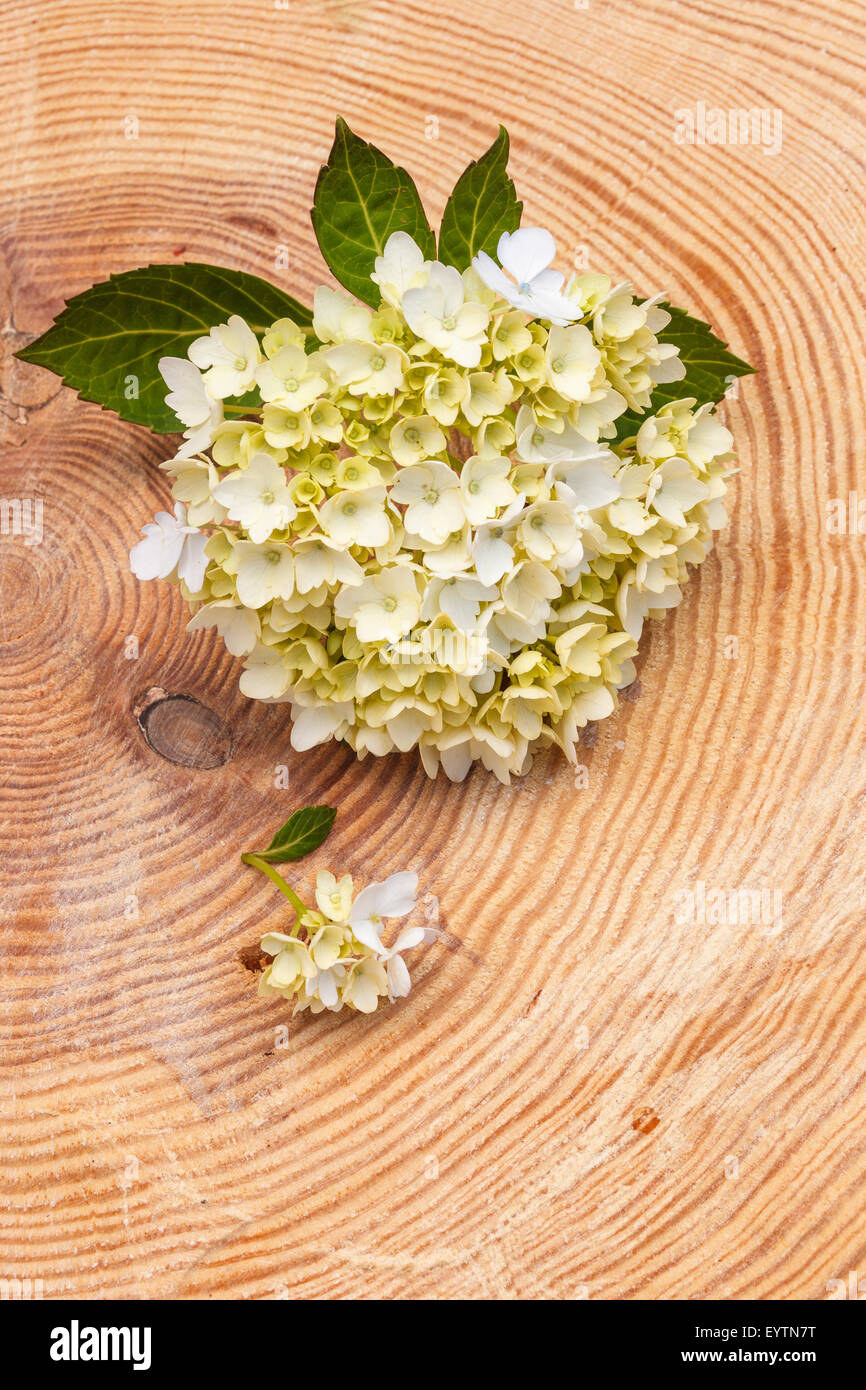 Tree disc, cross section, annual rings, hydrangea blossom Stock Photo ...