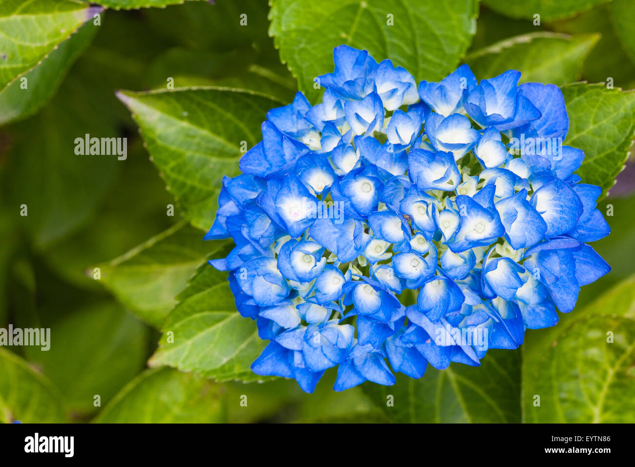 Blue hydrangea, close-up Stock Photo - Alamy