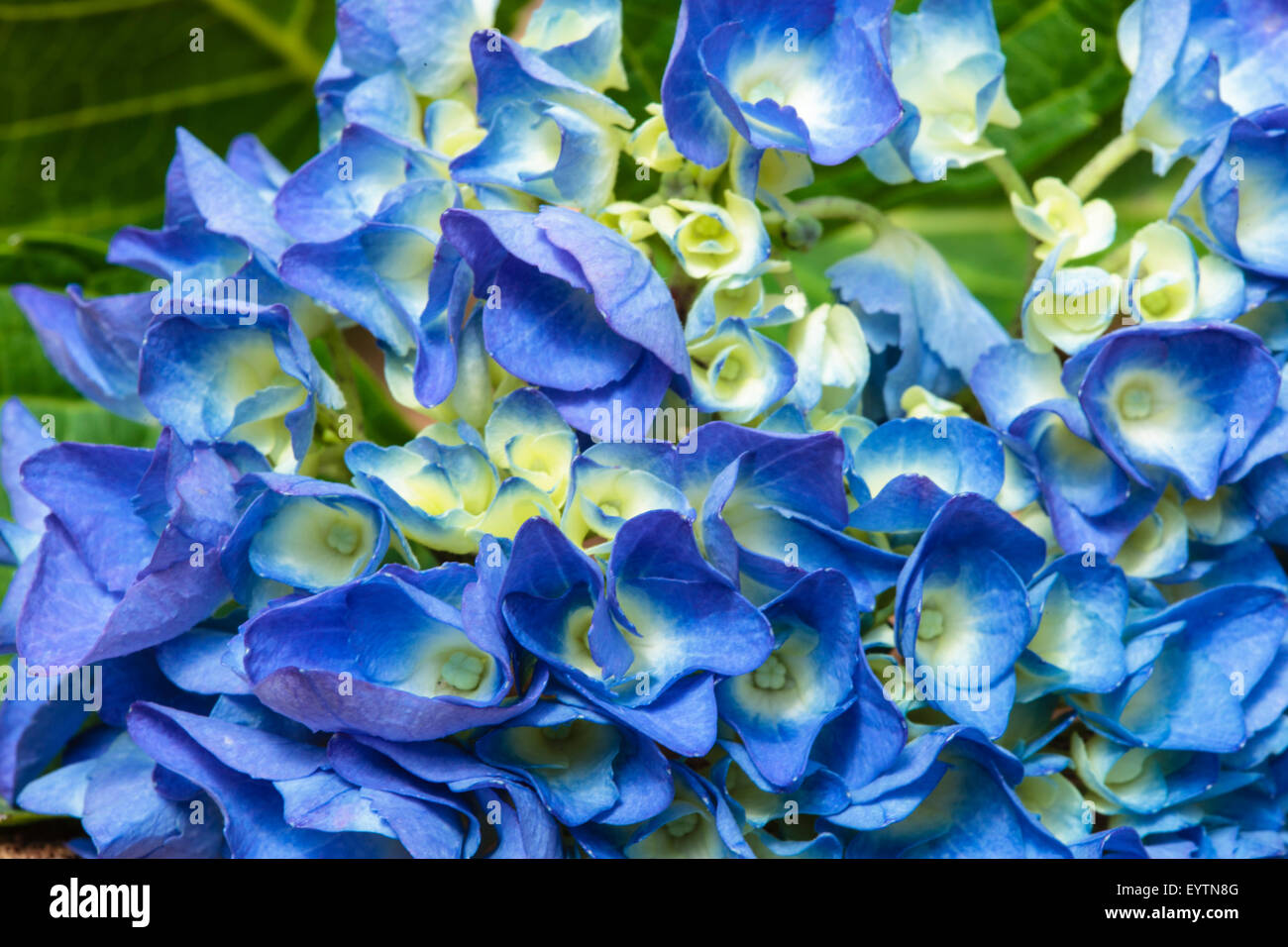Blue hydrangea, close-up Stock Photo - Alamy