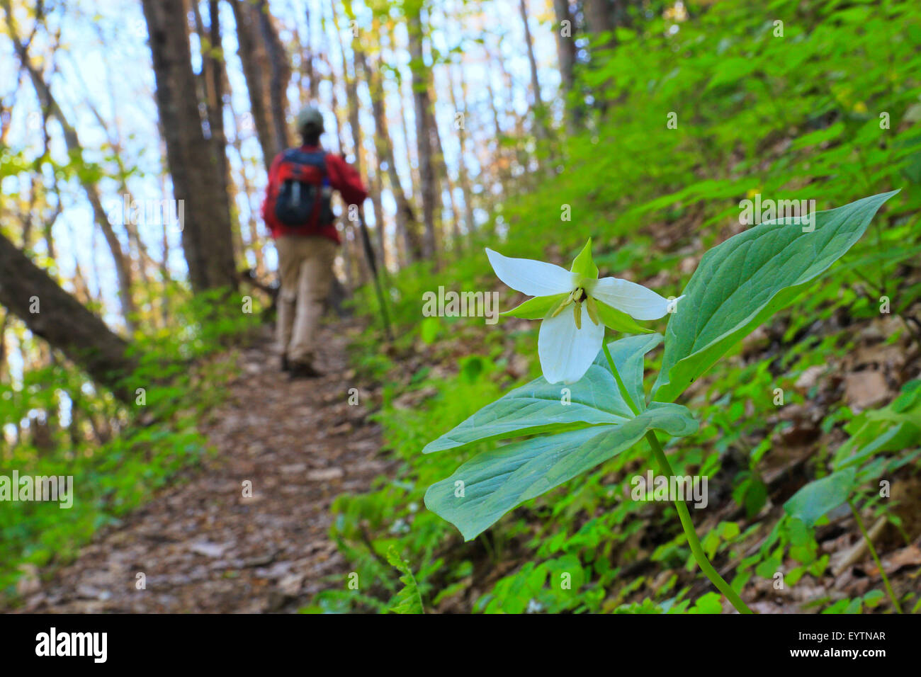 Sugarland Mountain Trail, Great Smoky Mountains National Park ...