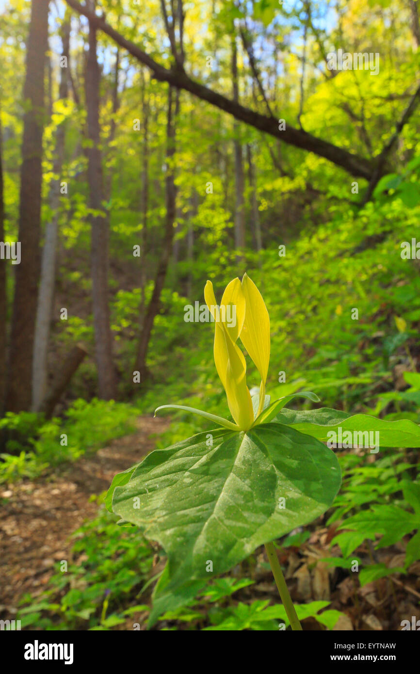 Sugarland Mountain Trail, Great Smoky Mountains National Park ...