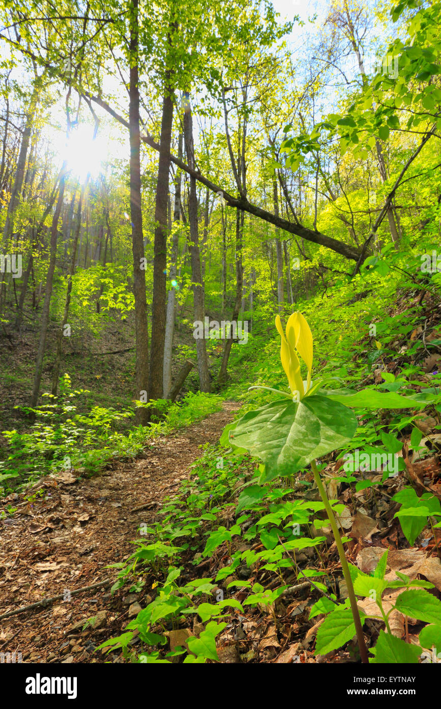 Sugarland Mountain Trail, Great Smoky Mountains National Park ...