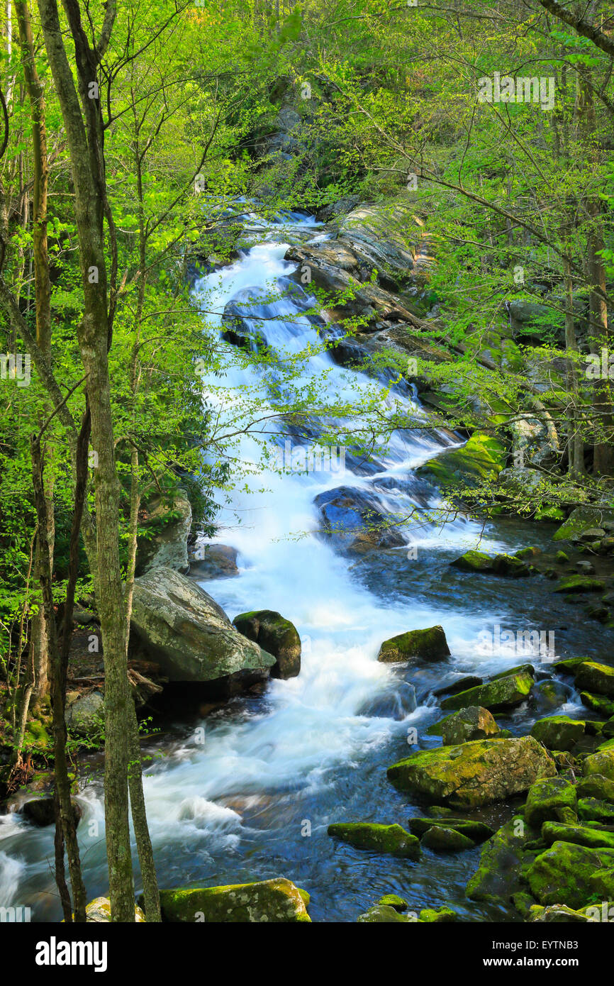 Cascade Beside Middle Prong Trail, Tremont, Great Smoky Mountains ...
