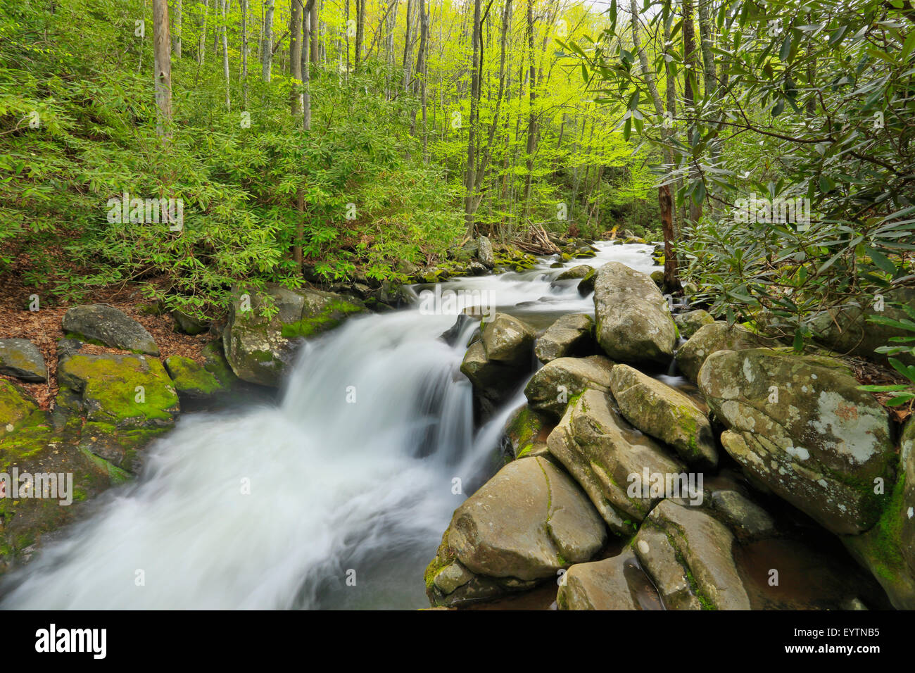 Cascade Beside Middle Prong Trail, Tremont, Great Smoky Mountains ...