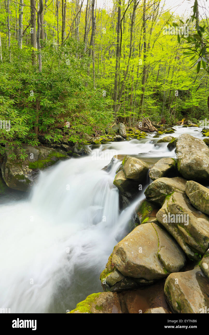 Cascade Beside Middle Prong Trail, Tremont, Great Smoky Mountains ...