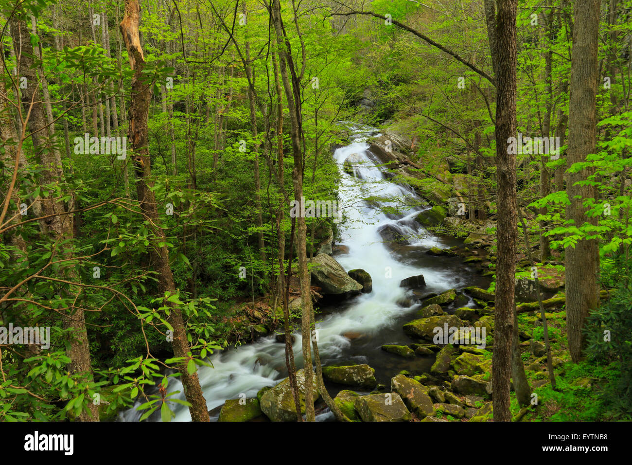 Cascade Beside Middle Prong Trail, Tremont, Great Smoky Mountains ...