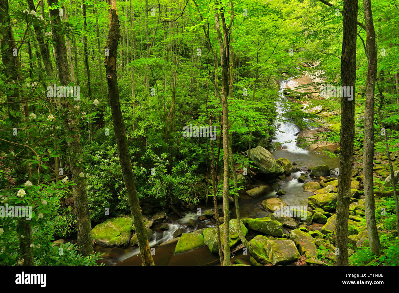 Cascade Beside Middle Prong Trail, Tremont, Great Smoky Mountains ...