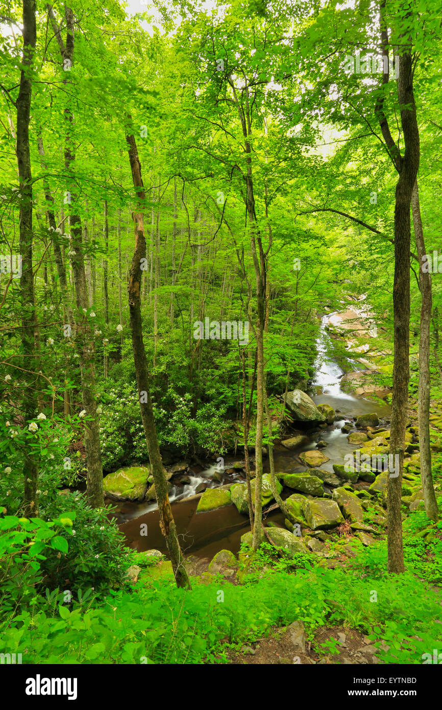 Cascade Beside Middle Prong Trail, Tremont, Great Smoky Mountains ...