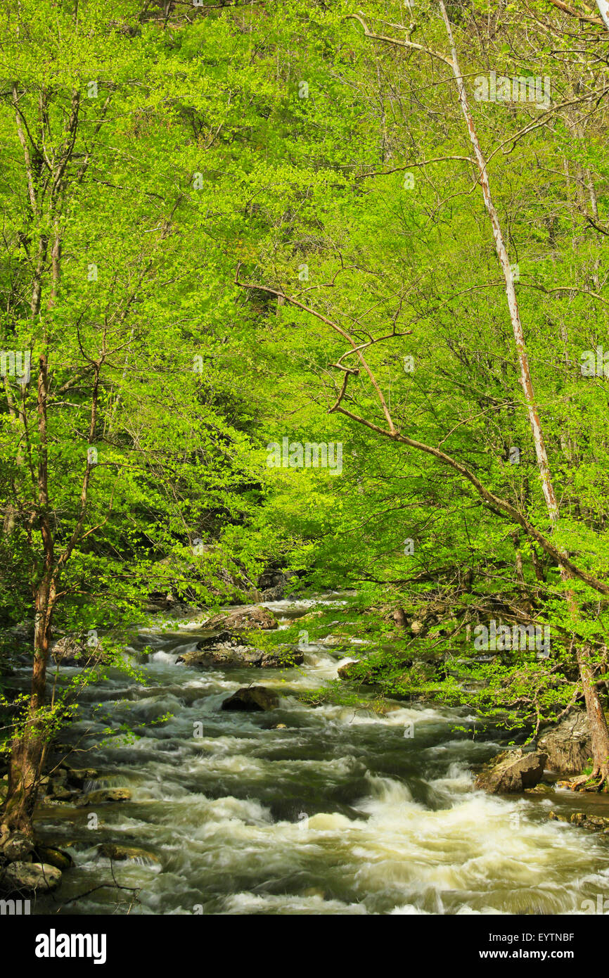 Middle Prong, Tremont, Great Smoky Mountains National Park, Tennessee ...