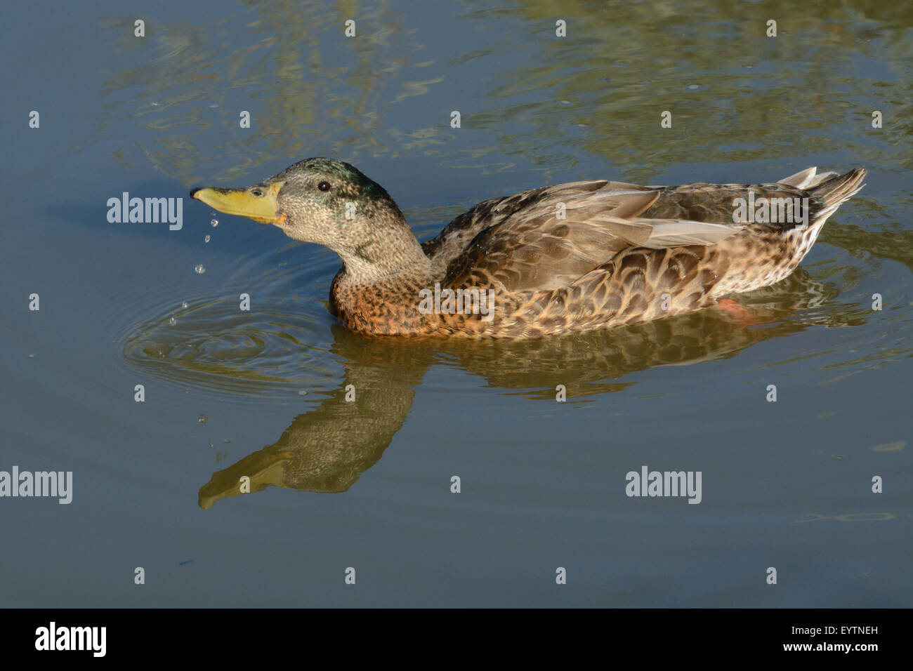 Molting Mallard Duck swimming on lake and drinking water Stock Photo ...