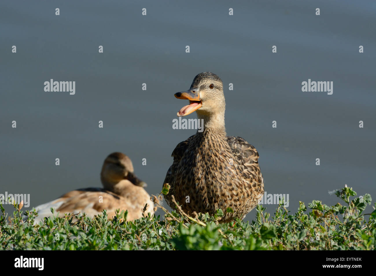 Birdwatching quacking hi-res stock photography and images - Alamy