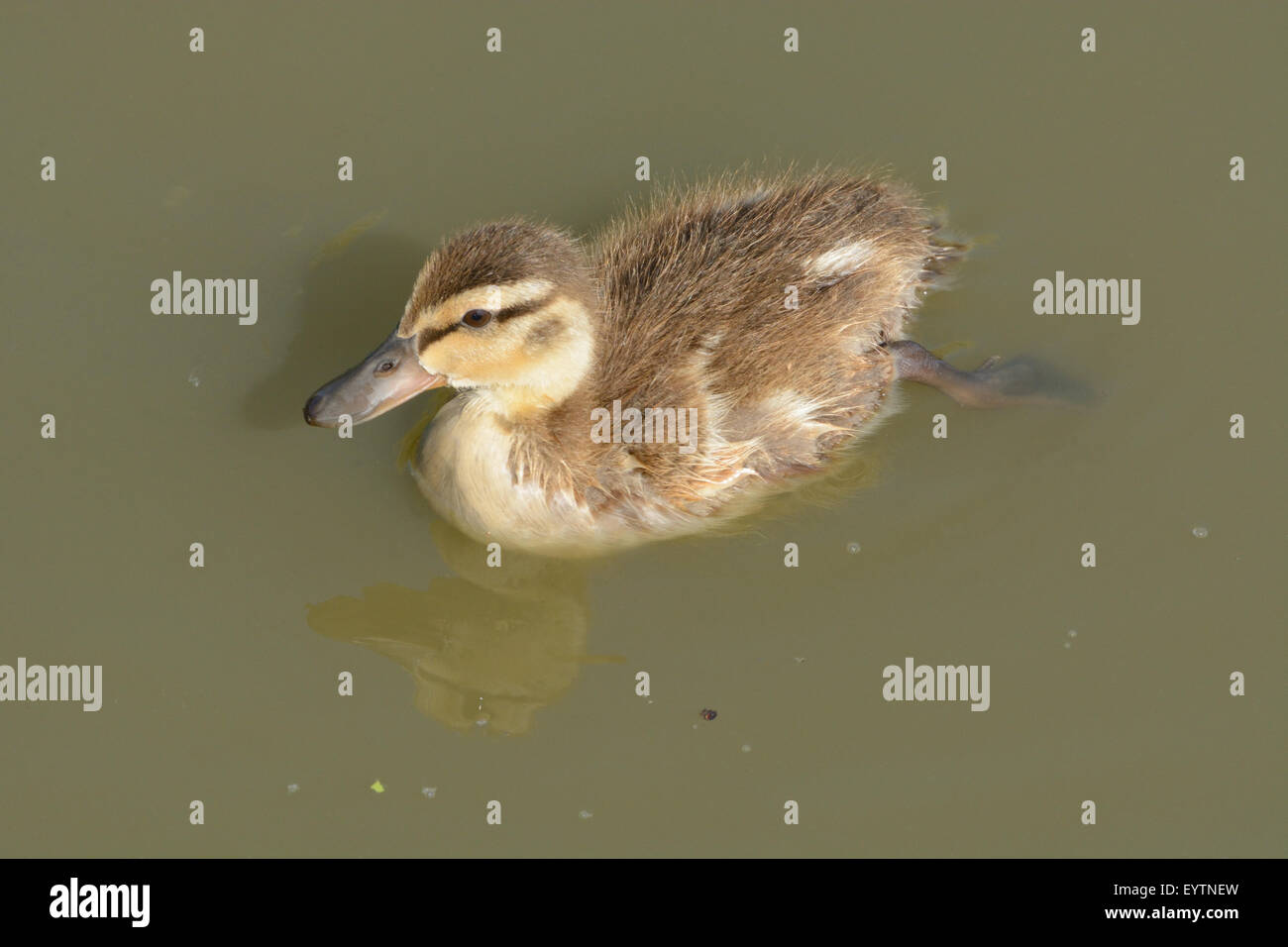 Single Mallard duck duckling swimming on lake Stock Photo - Alamy