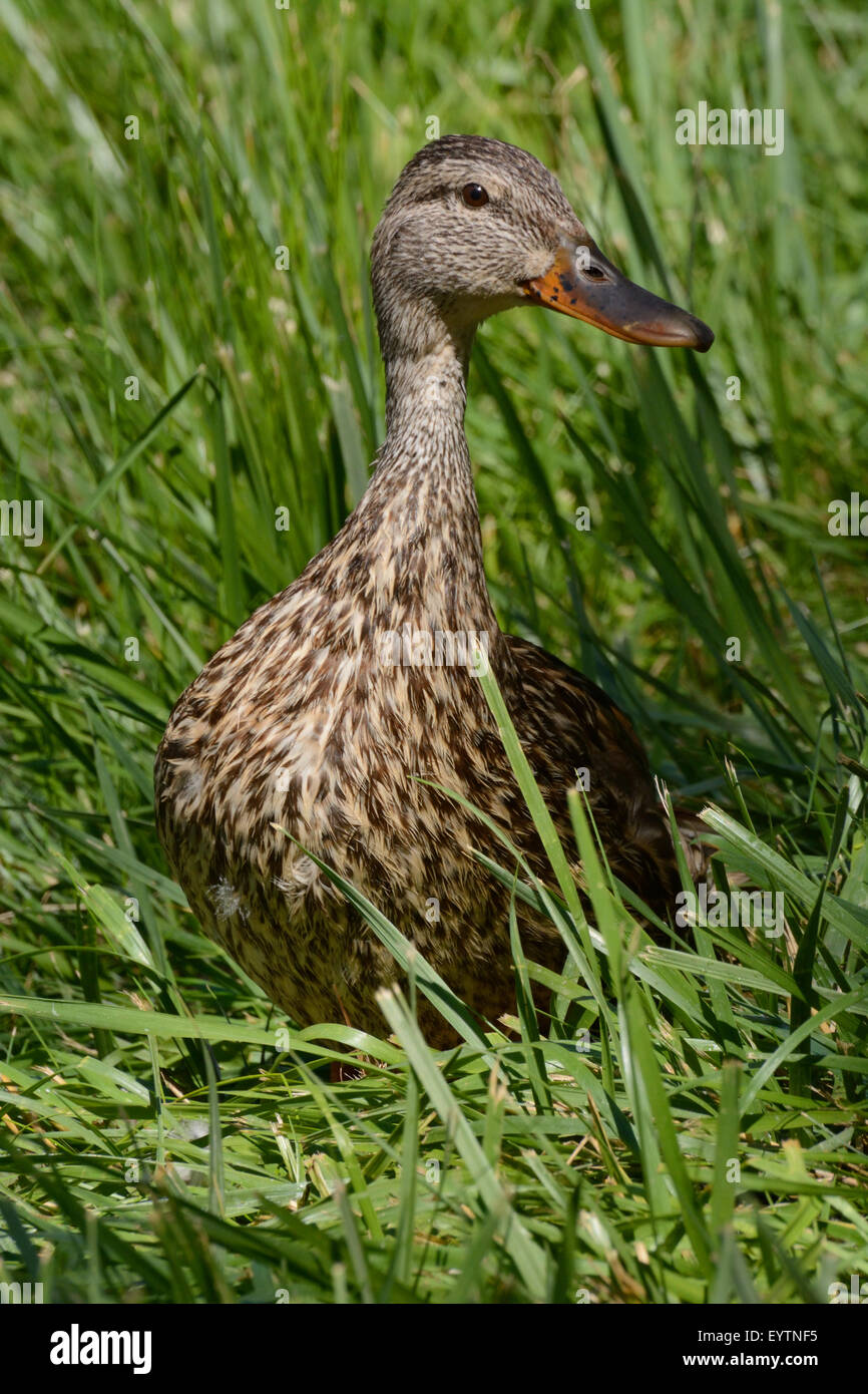 Mallard duck hen hi-res stock photography and images - Alamy