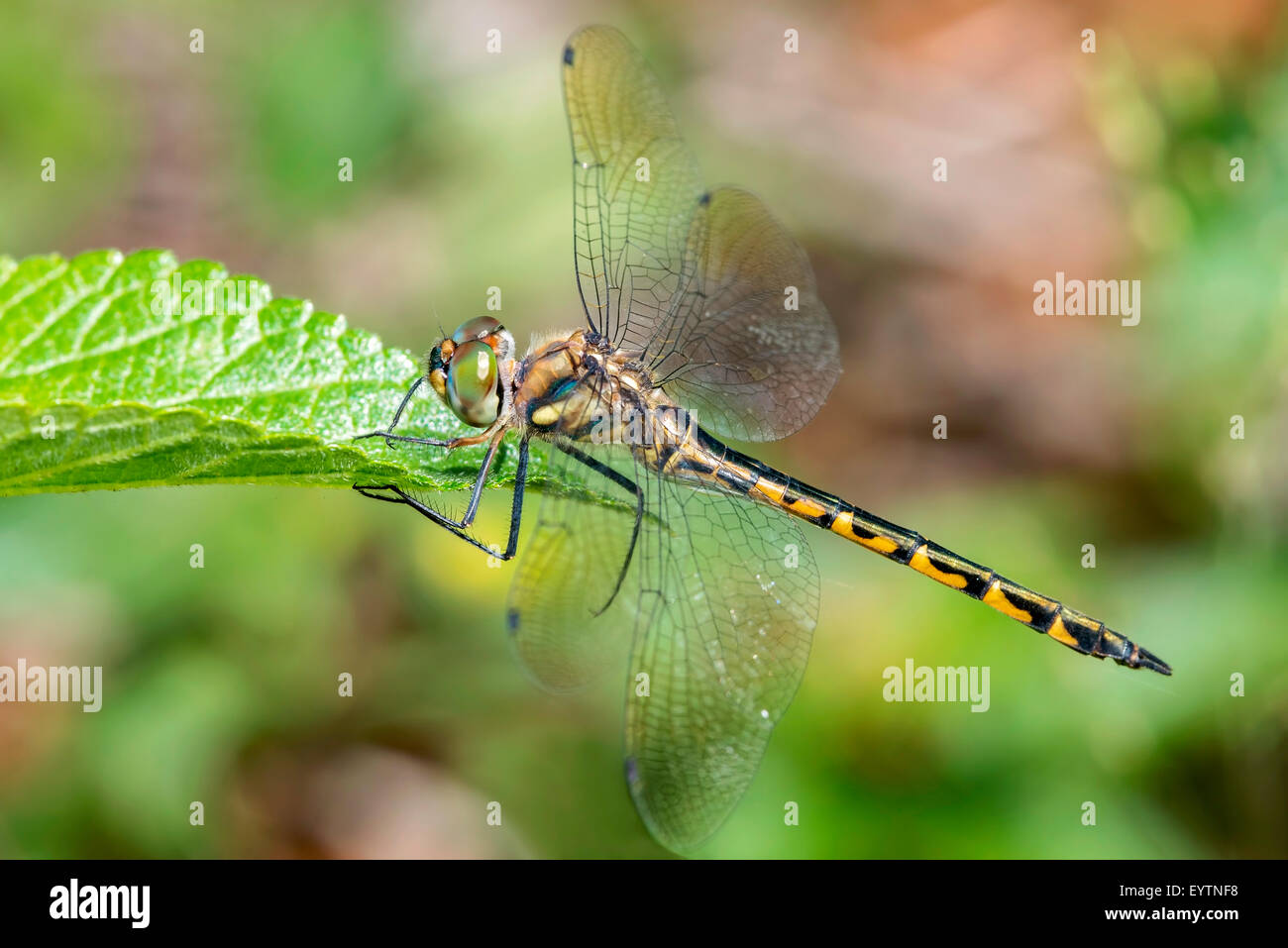 Hemicordulia australiae, Australian emerald dragonfly Stock Photo - Alamy
