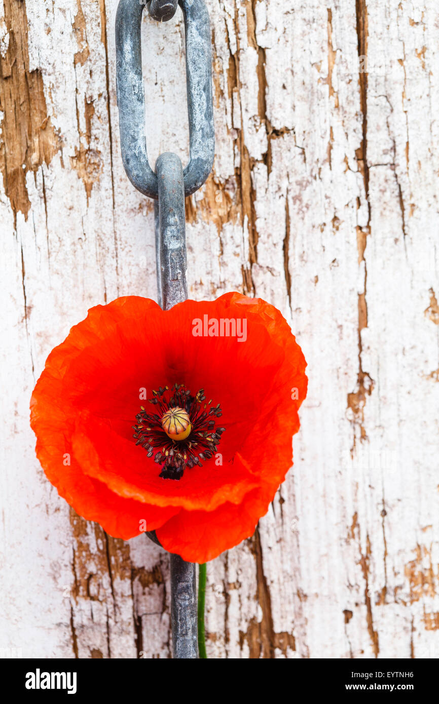 Garden poppy, chain, weather-beaten wooden underground Stock Photo - Alamy