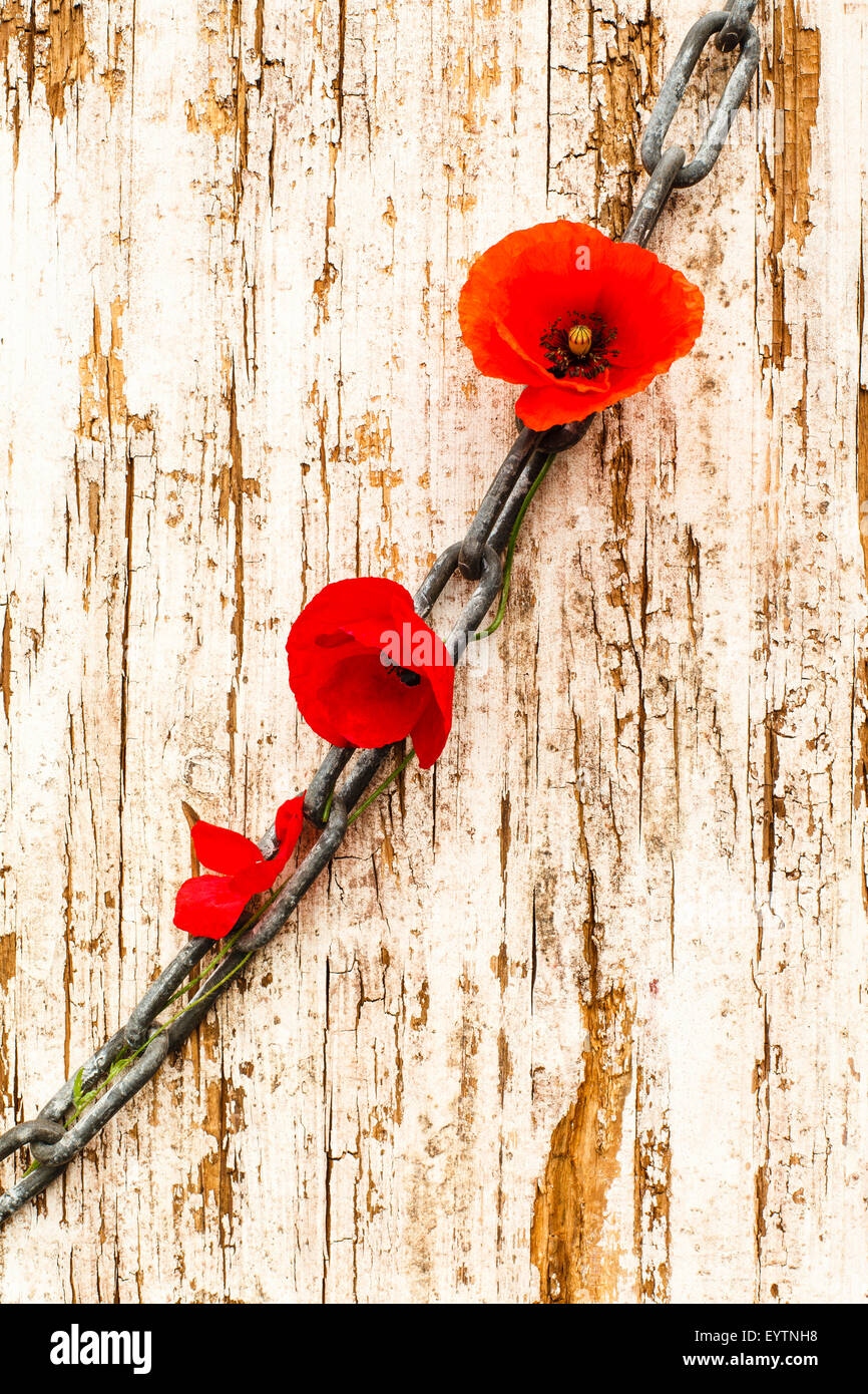 Garden poppy, chain, weather-beaten wooden subsoil Stock Photo - Alamy