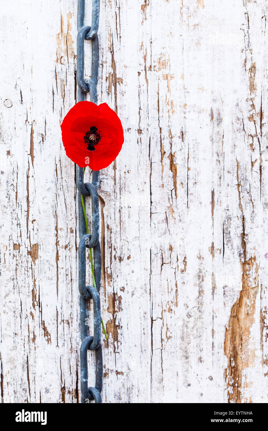 Garden poppy, chain, weather-beaten wooden subsoil Stock Photo - Alamy