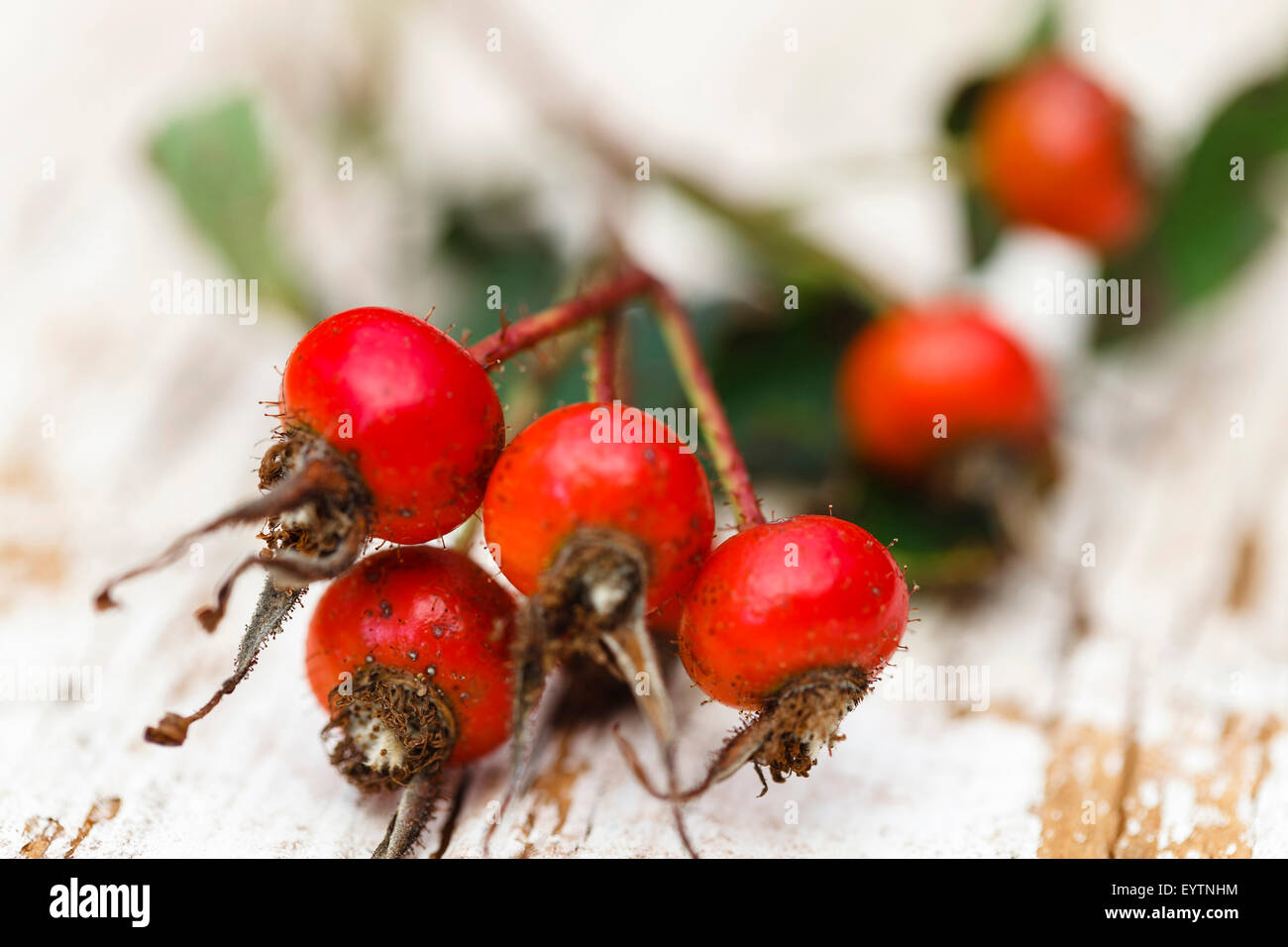 Rose hips, close-up Stock Photo - Alamy