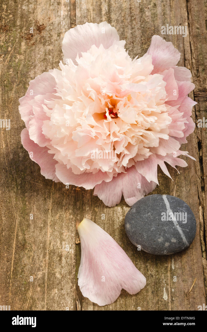 Peony and stone on rustic wooden background Stock Photo - Alamy