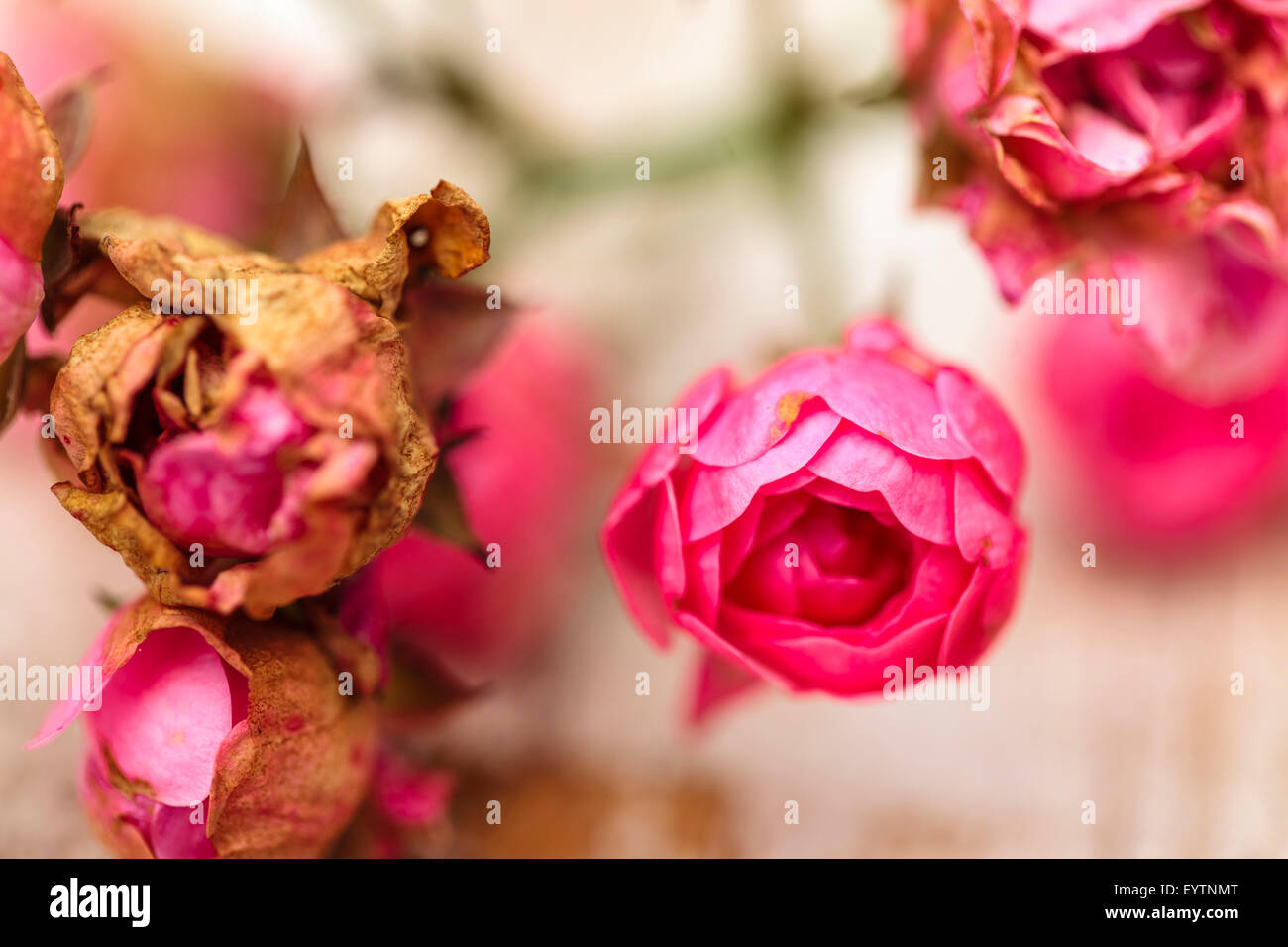 Dead rose petals hi-res stock photography and images - Alamy