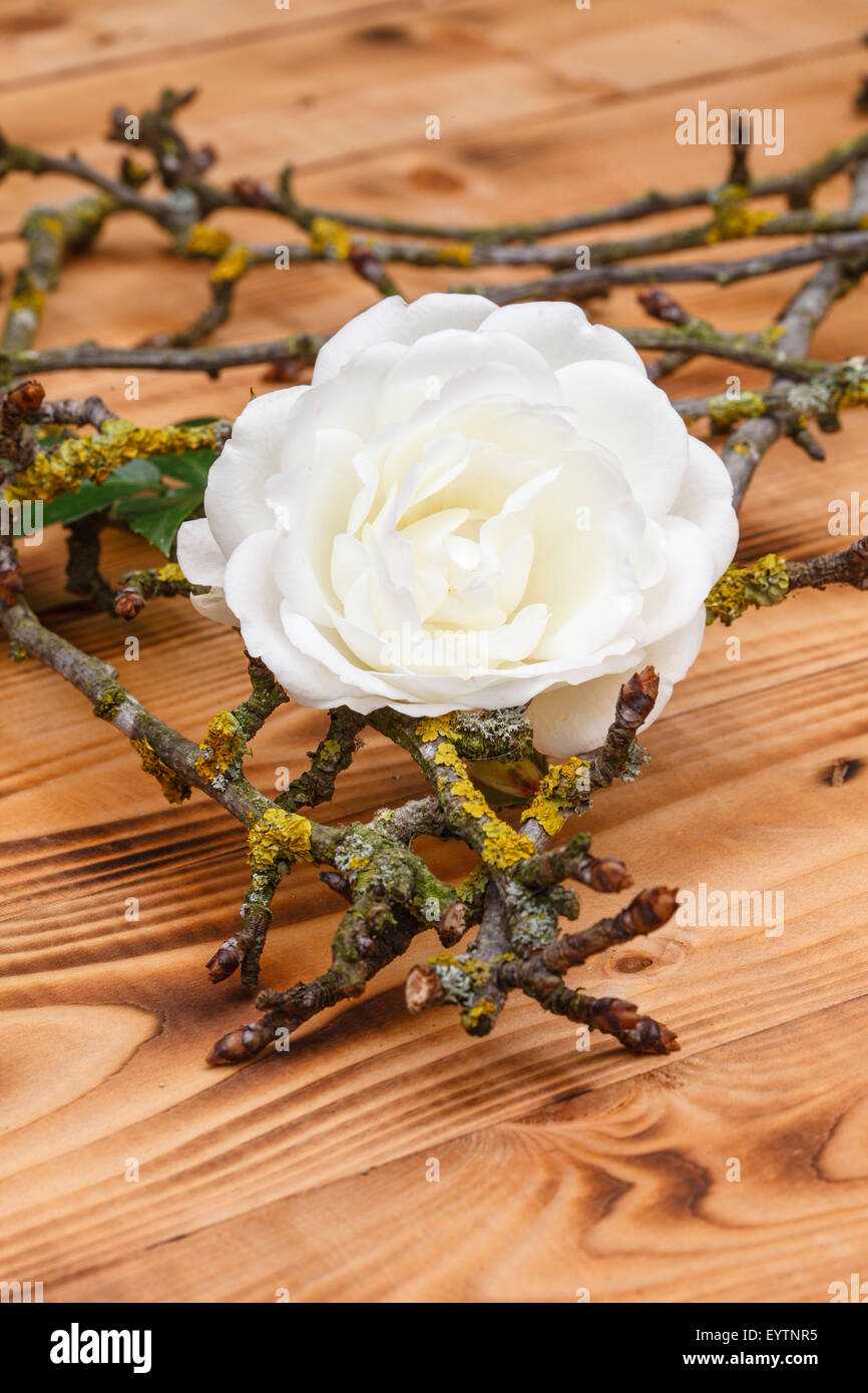 white rose, tree branches near lichens Stock Photo - Alamy