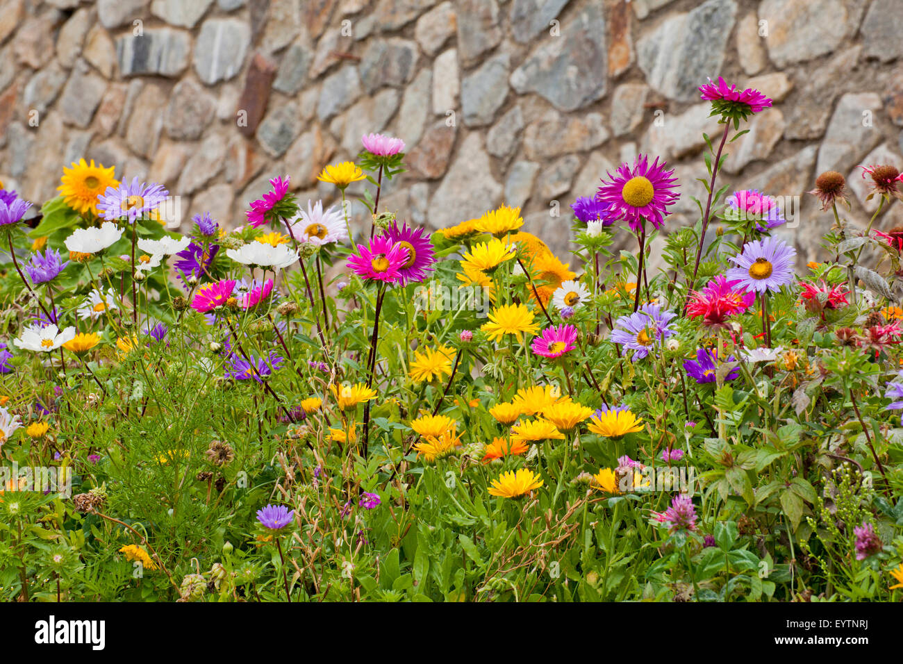 coloured flower team before wall Stock Photo - Alamy