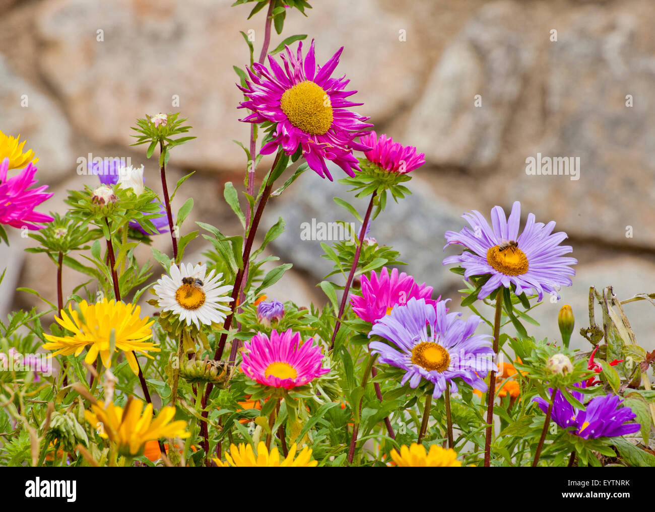 coloured flower team Stock Photo - Alamy