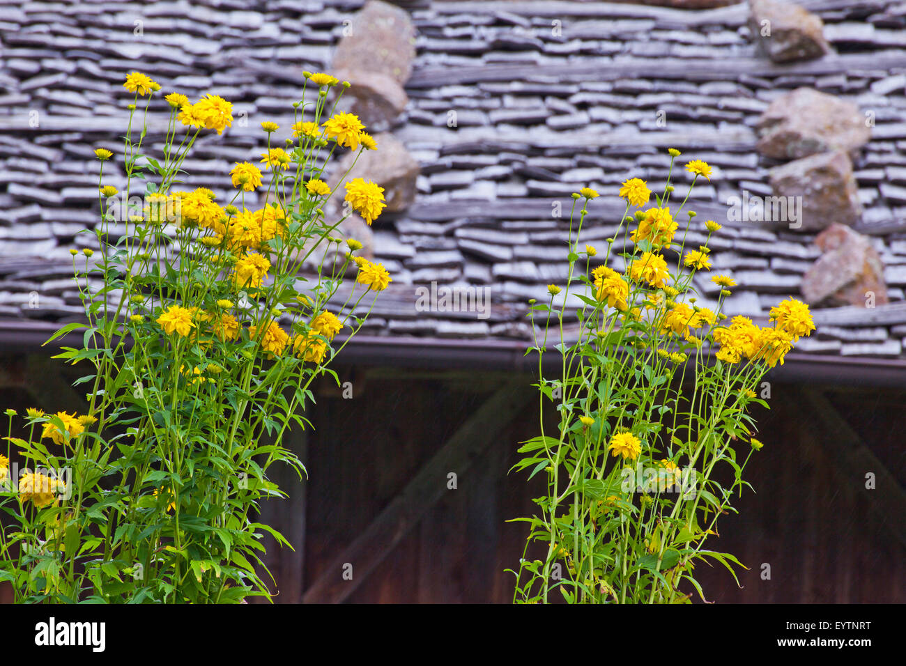 two bushes of yellow flowers in front of shingle roof Stock Photo - Alamy
