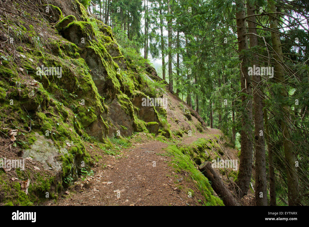 forest path in the scarp Stock Photo - Alamy