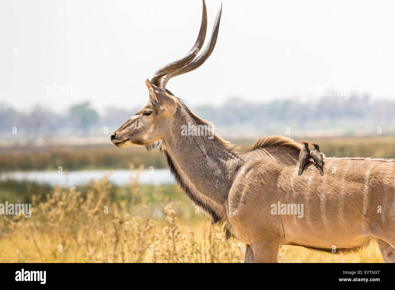 Male greater kudu (Tragelaphus strepsiceros) with curved horns and pair ...
