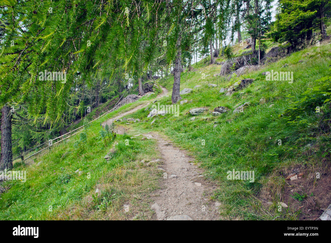 Mountain path in the open forest Stock Photo - Alamy