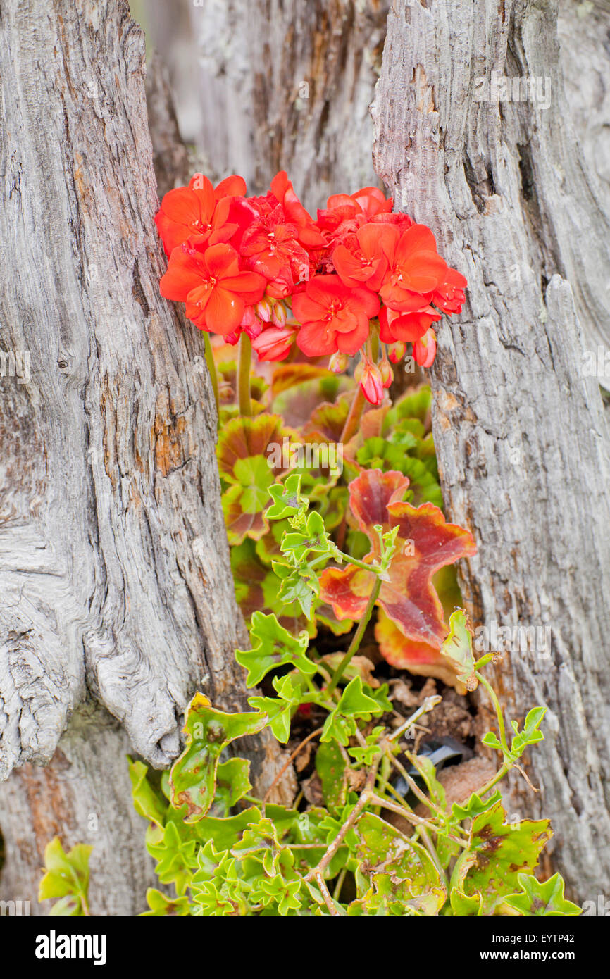 Geranium between grey wood Stock Photo - Alamy