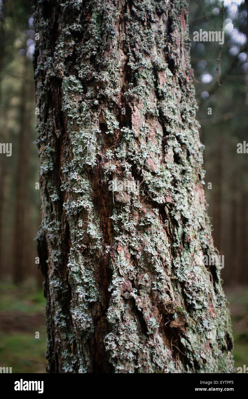 Spruce bark hi-res stock photography and images - Alamy
