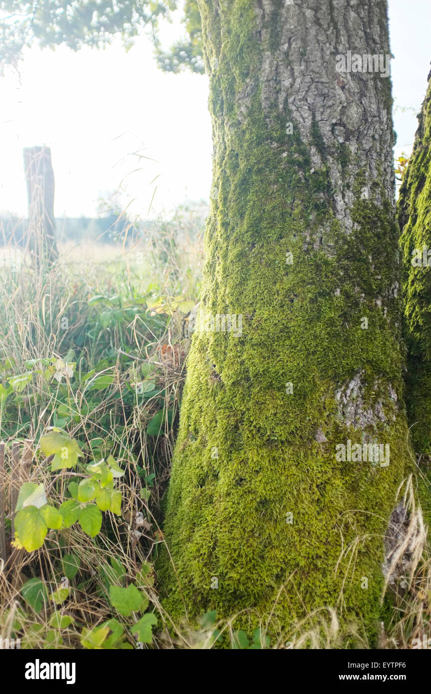 Moss on an oak trunk Stock Photo - Alamy