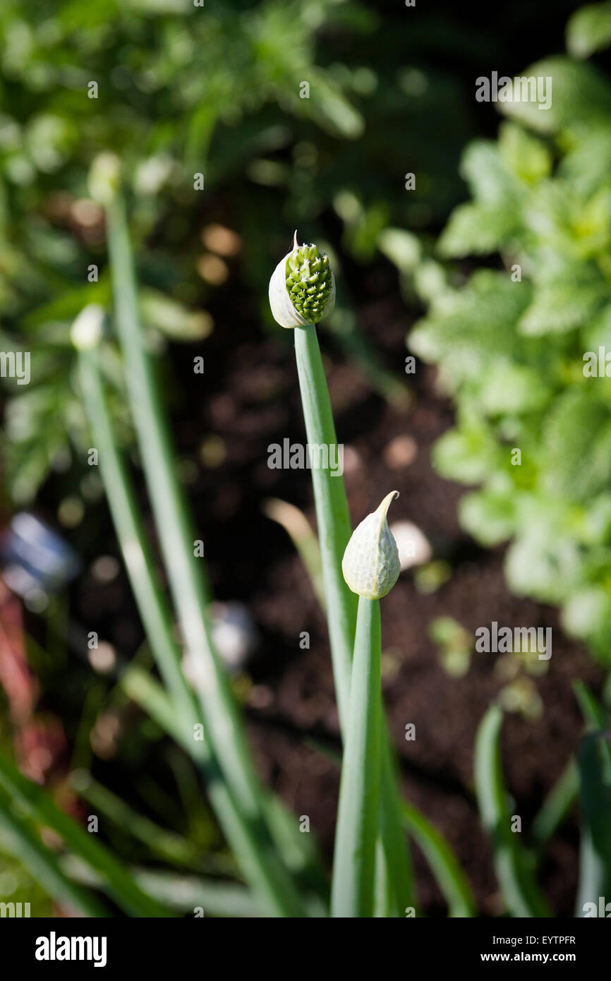 Chives buds hi-res stock photography and images - Alamy