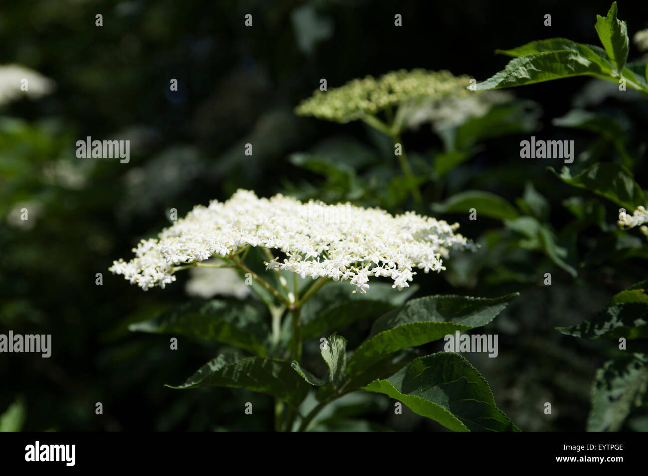 Musk herb plants hi-res stock photography and images - Alamy