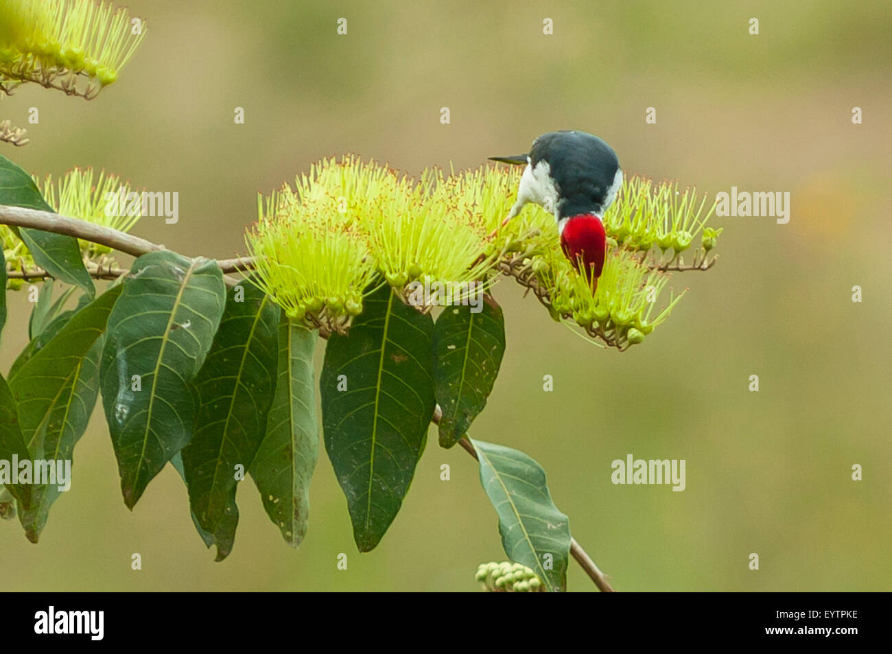 Yellow cardinal bird hi-res stock photography and images - Alamy