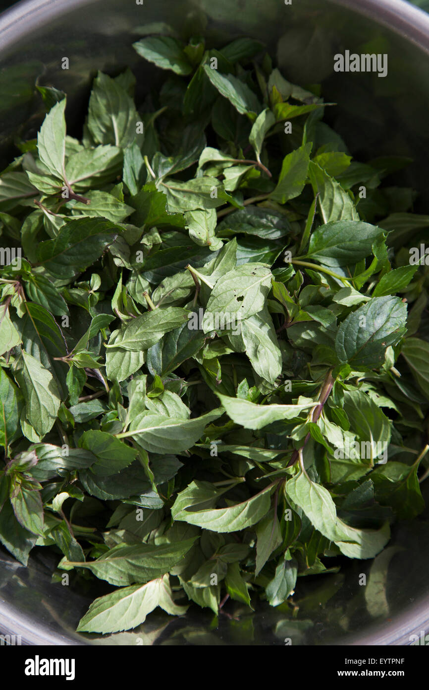 Basil mint ('Basilmint'), Mentha spec Stock Photo - Alamy