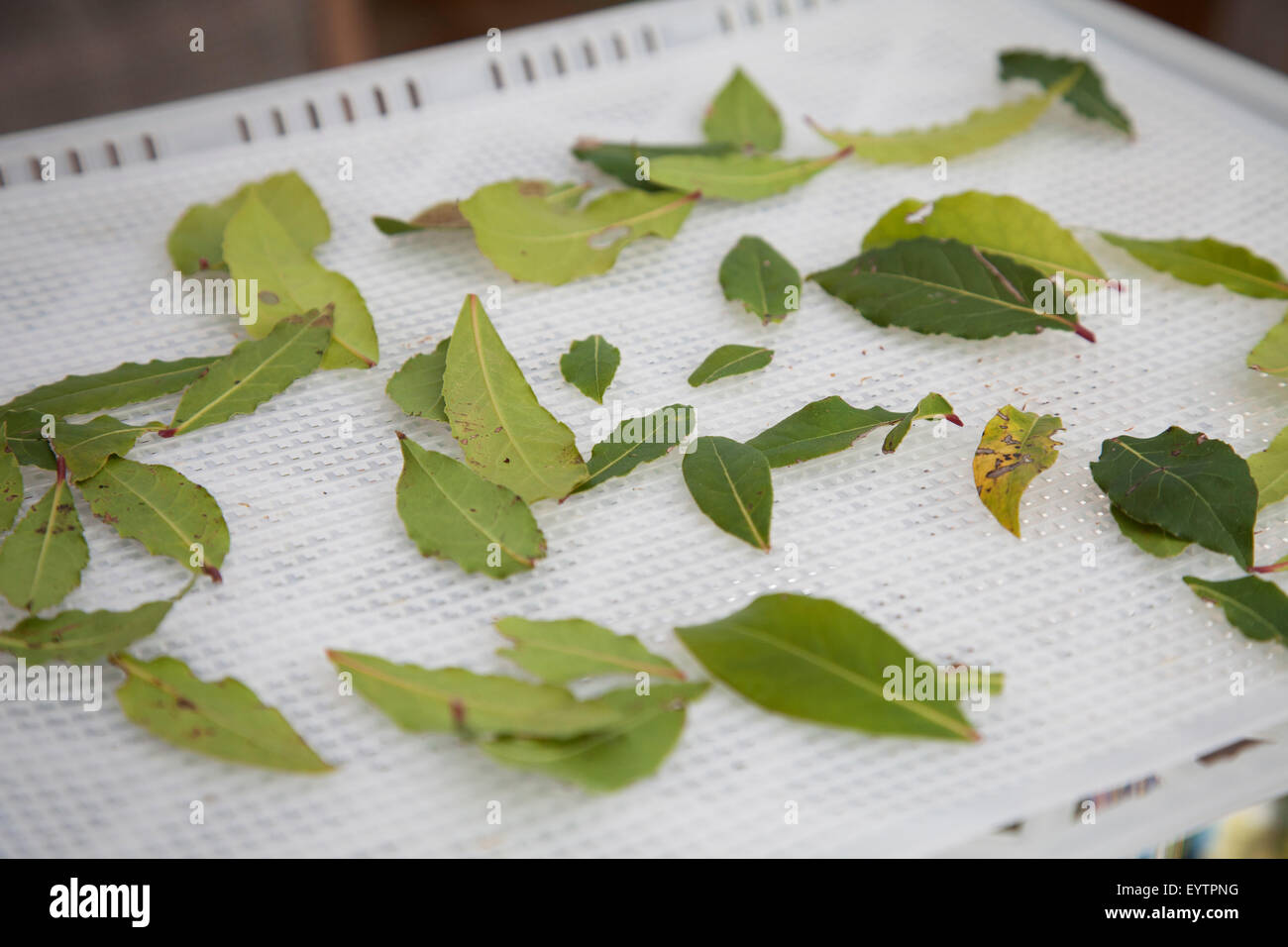 Grid leaves hi-res stock photography and images - Alamy
