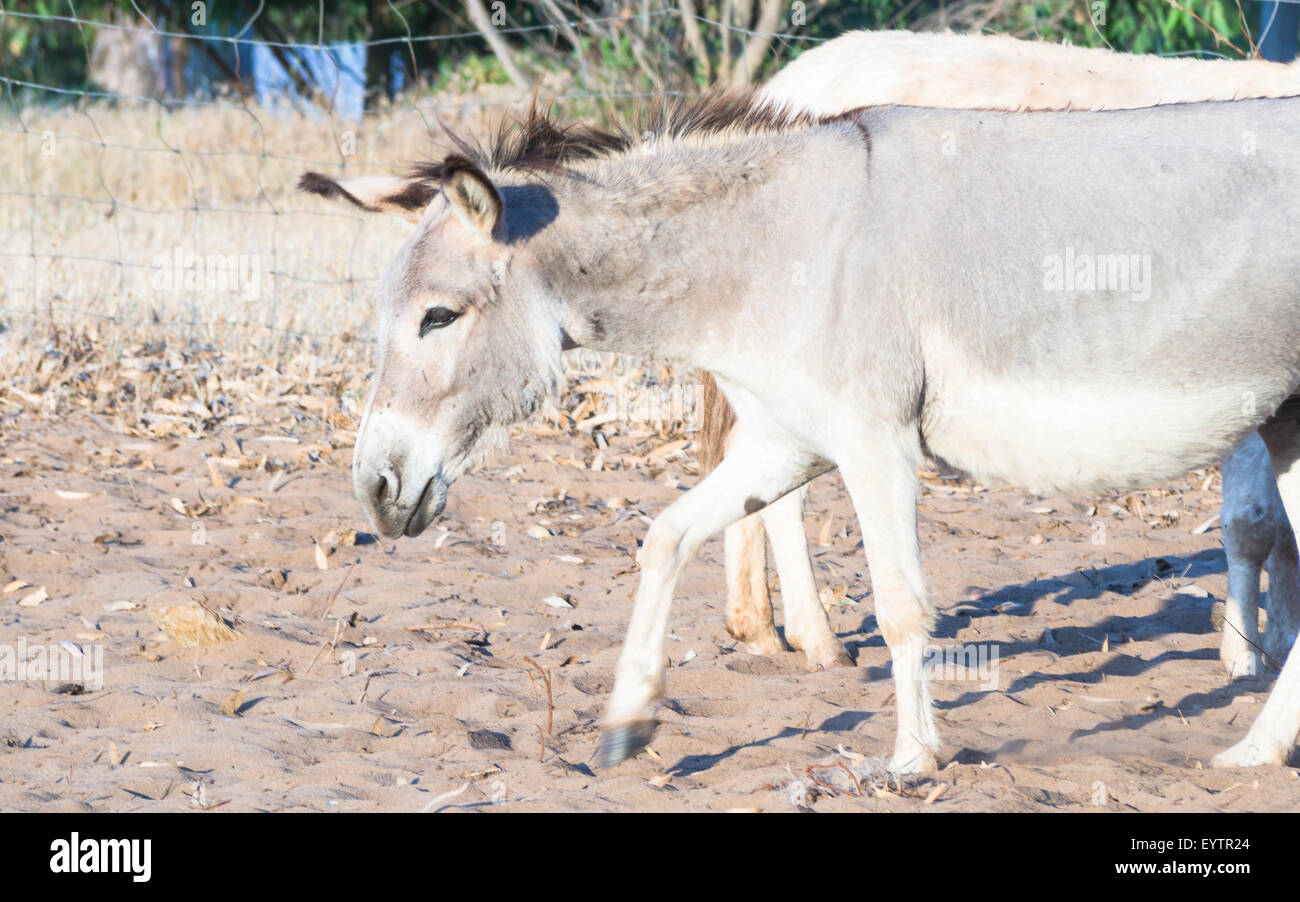 Animal culture hi-res stock photography and images - Alamy