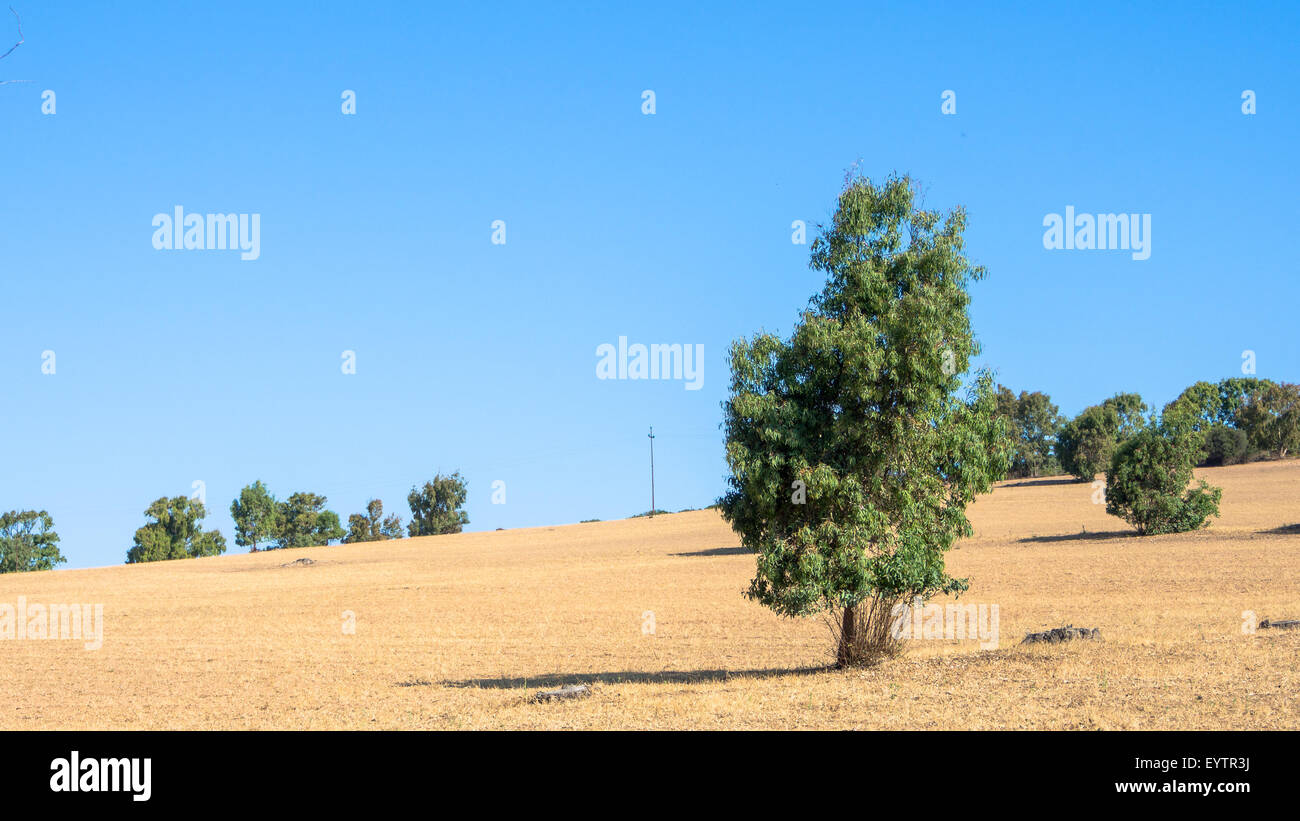 sardinia country wild. Yellow sardinian country in the summer Stock ...