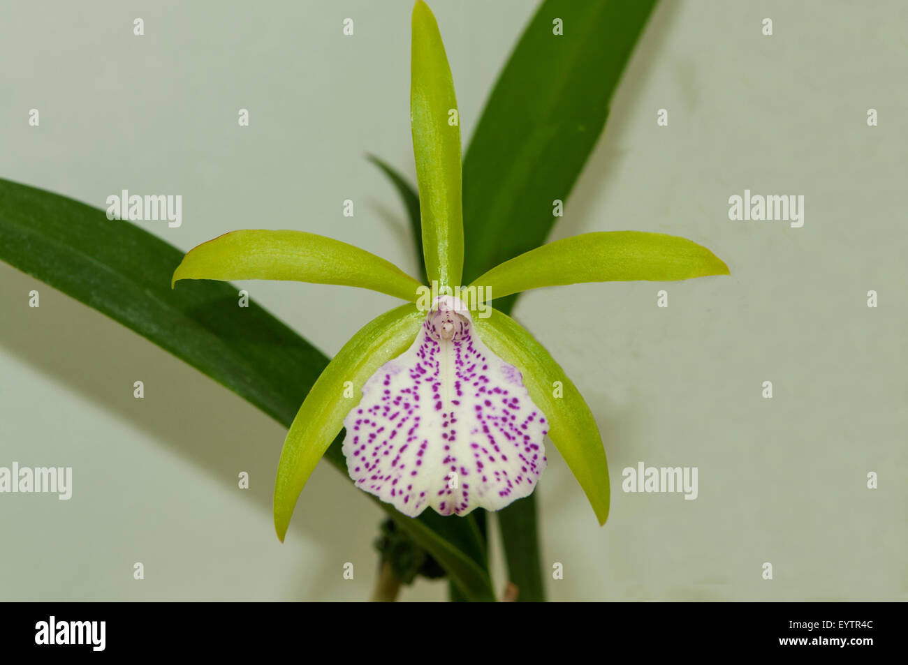 Brassolaeliocattleya binosa Orchid, Botanical Gardens, Rio de Janeiro ...